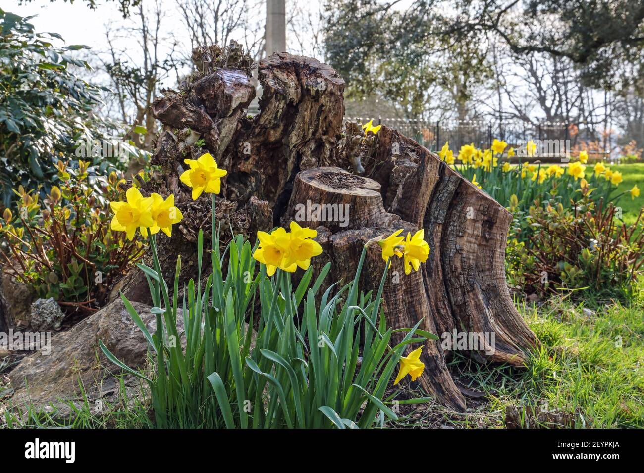 Bright yellow Daffodils to welcome in the Springtime. Devonport Park in ...
