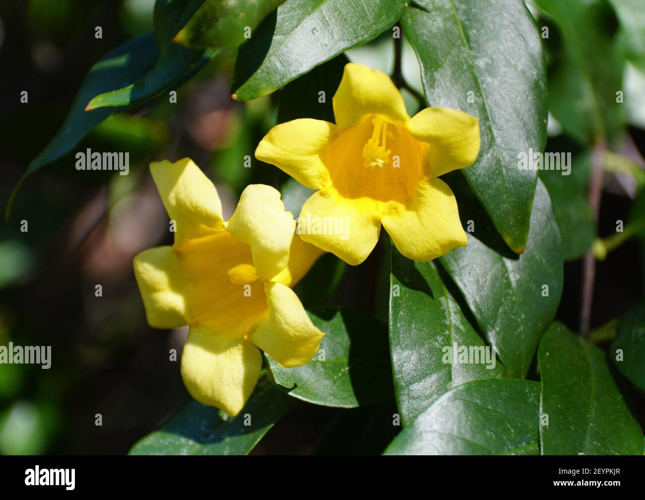 Carolina Yellow Jessamine flowers, a climbing tropical vine plant Stock ...