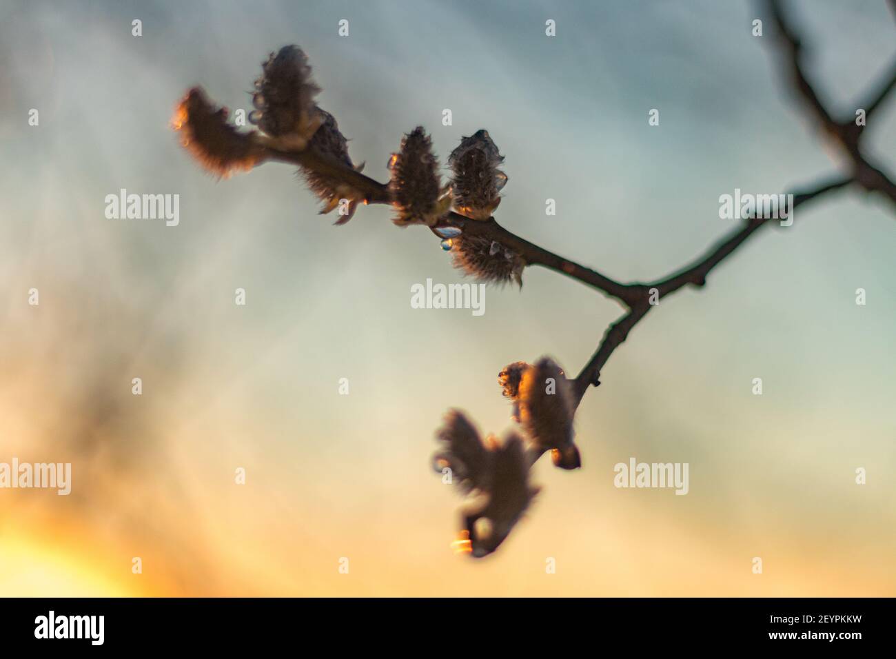Spring catkin branch with shiny waterdrops. Wild, untouched nature ...