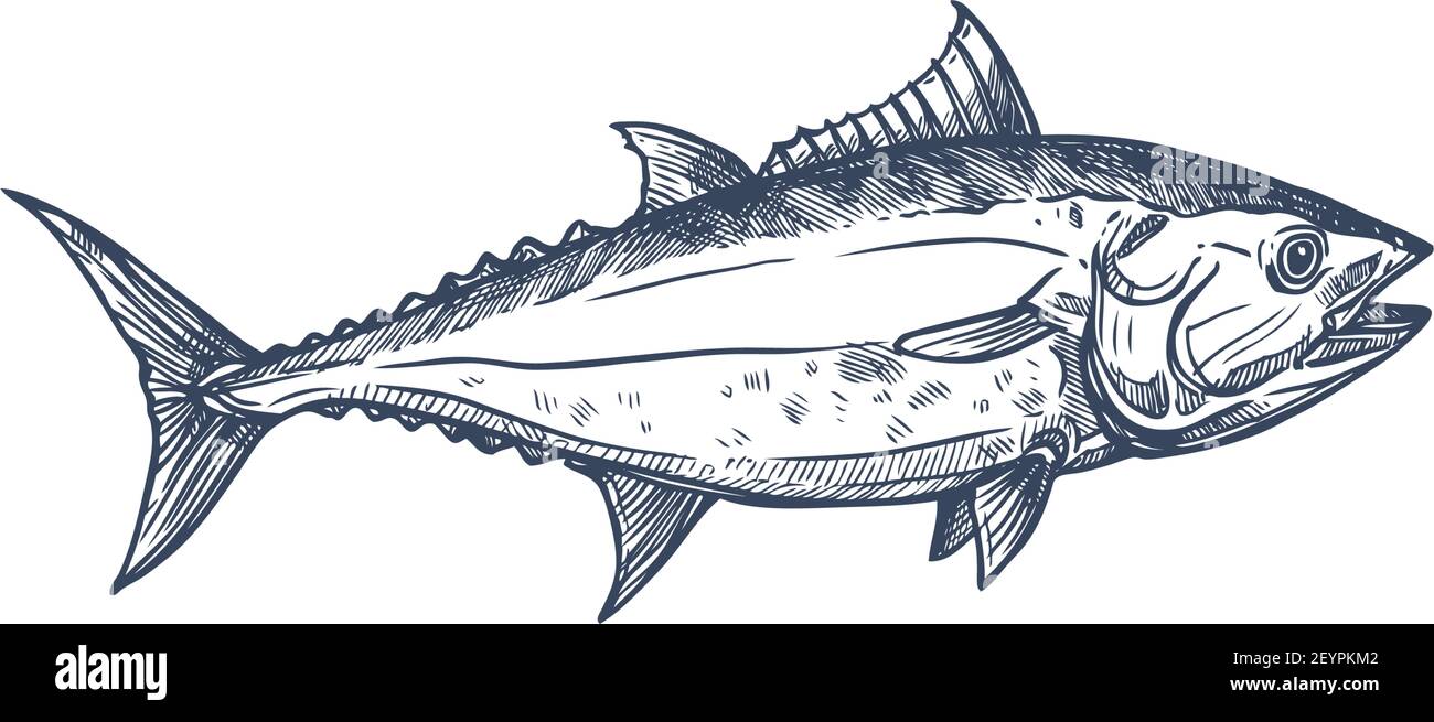 Tuna predatory schooling fish isolated bluefin monochrome sketch ...