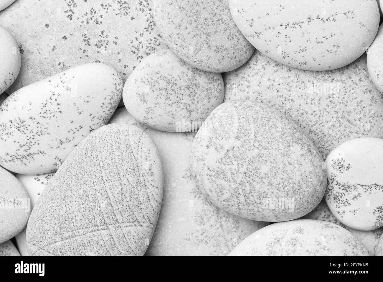Pebbles background, abstract background with dry round gray reeble ...