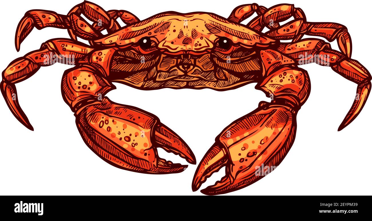 Crab sketch isolated underwater animal. Vector marine crustacean with ...