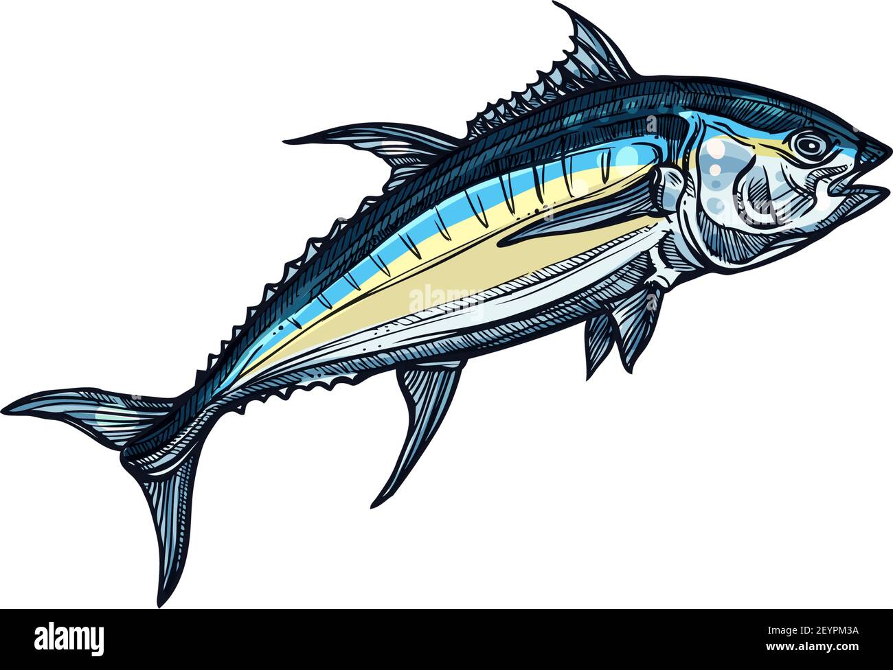 Atlantic bluefin tuna isolated saltwater fish sketch. Vector saltwater ... Atlantic bluefin tuna isolated saltwater fish sketch. Vector saltwater ...