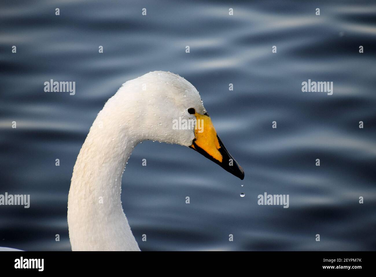 Dripping beaks hi-res stock photography and images - Alamy