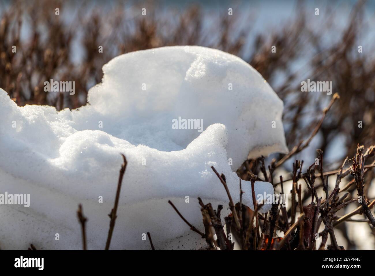 The snow cap lies on the branches of the bush. The photo was taken in ...
