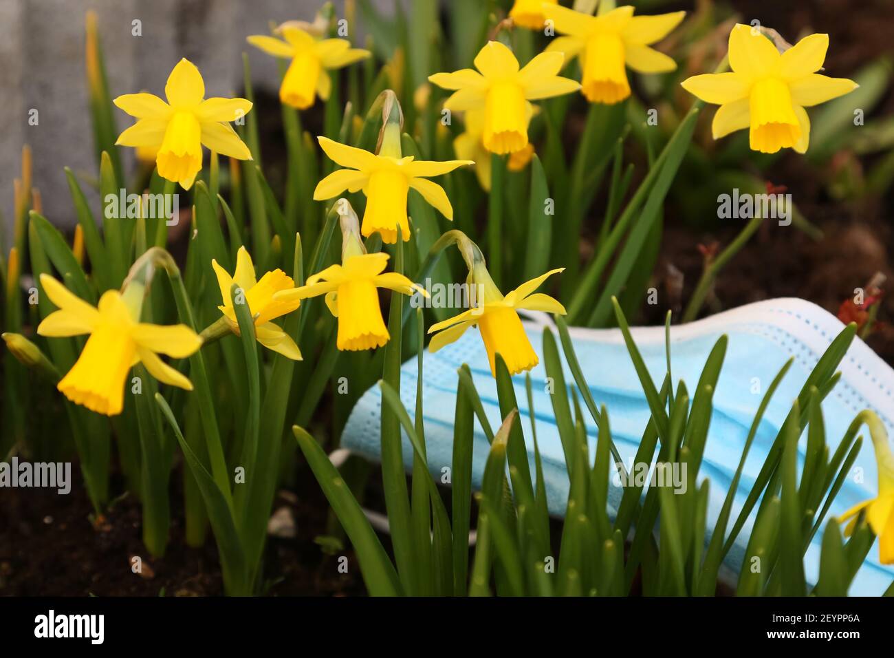 Dafodills hi-res stock photography and images - Alamy