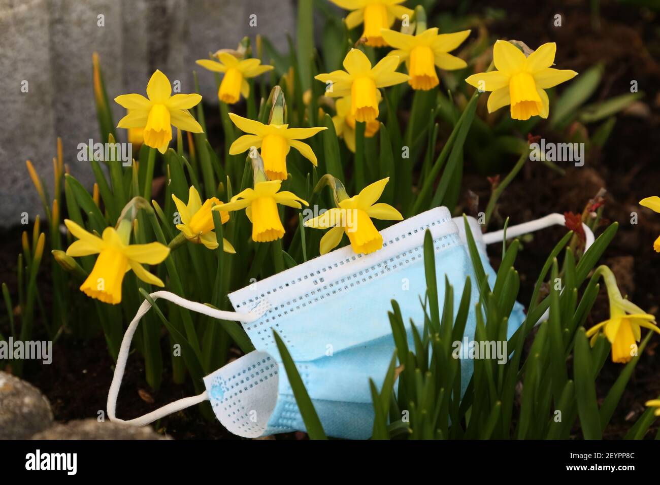 Dafodills hi-res stock photography and images - Alamy