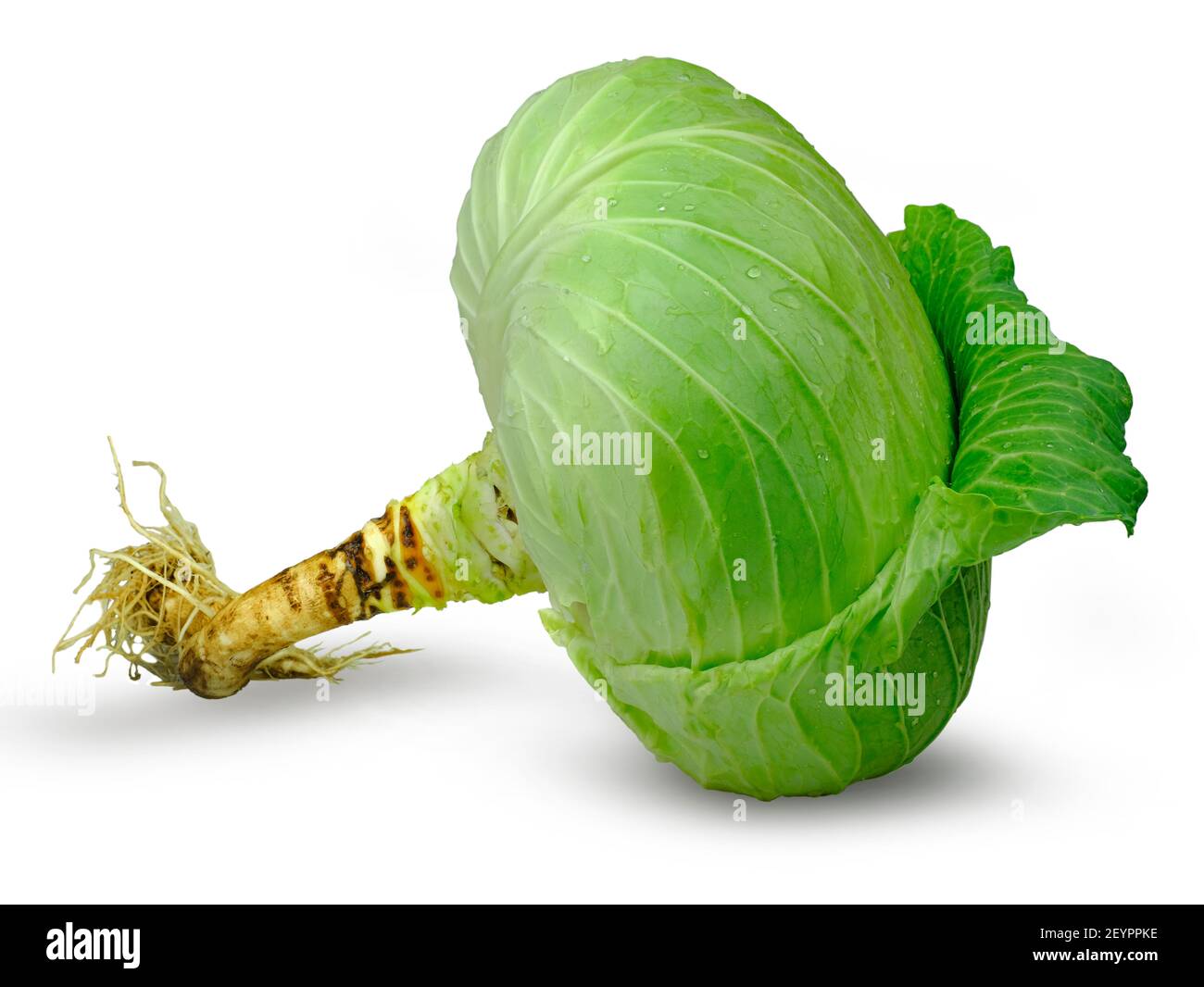 Green fresh cabbage with root isolated on white background Stock Photo ...