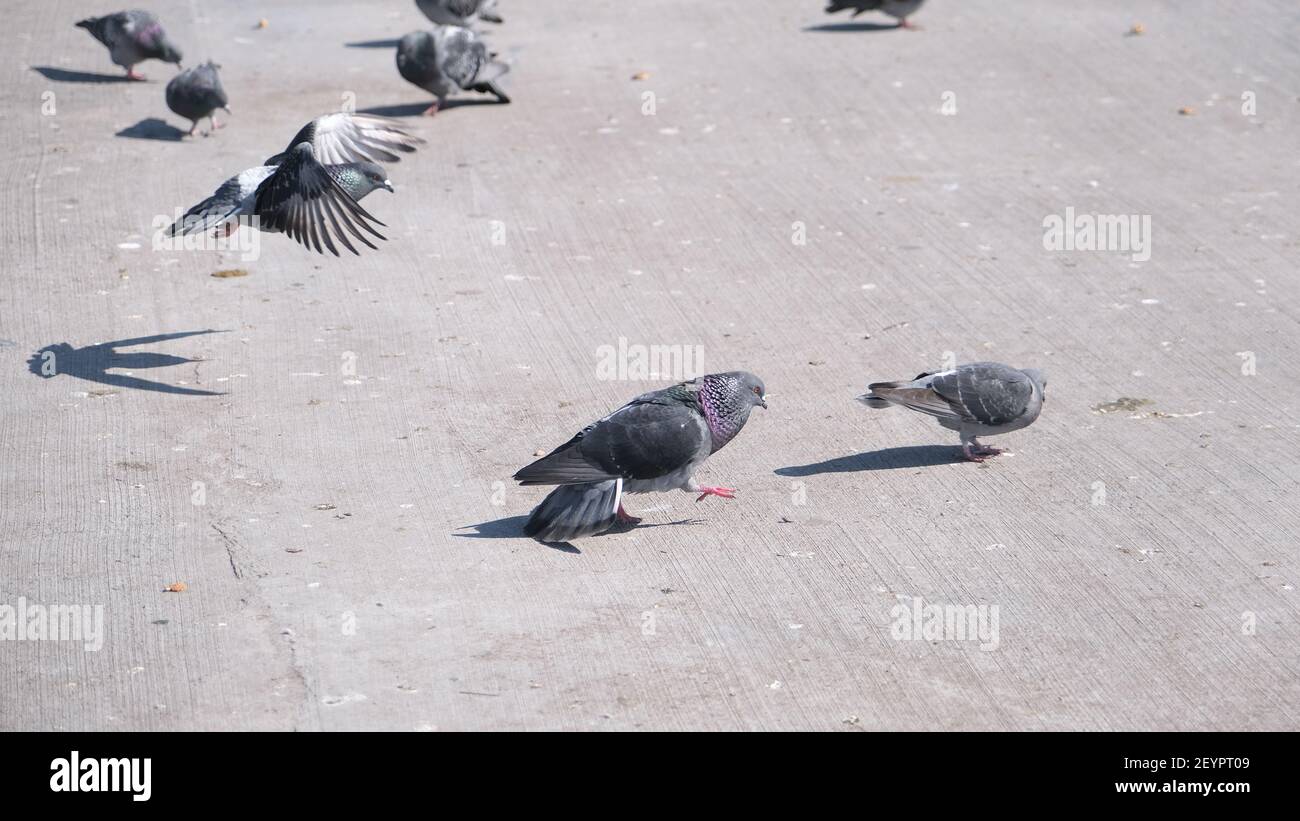 Groups of doves and pigeons standing near the bosphorus kadikoy shore ...