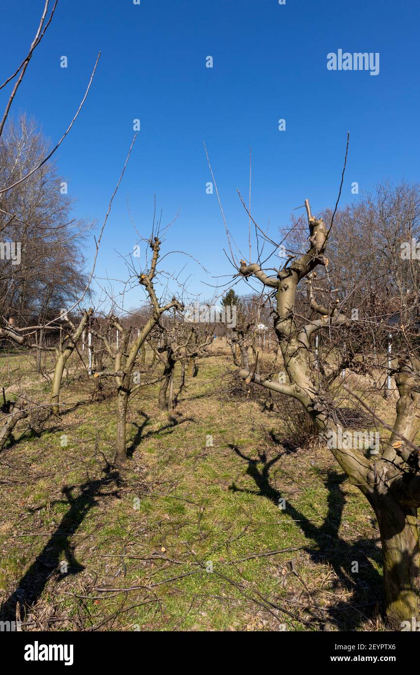 Trees in orchard at the begining of spring Stock Photo - Alamy