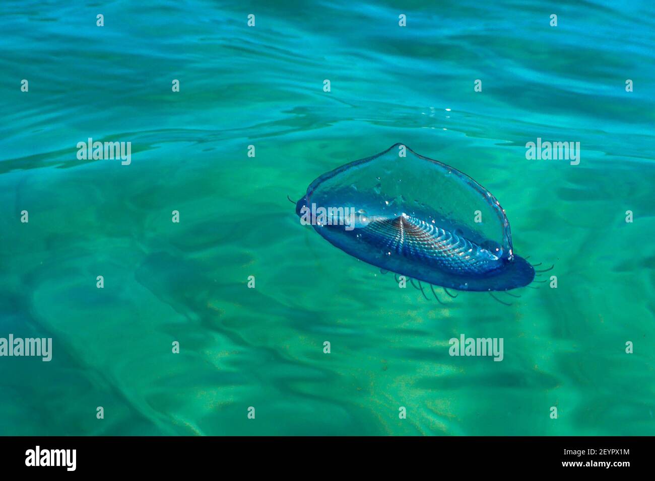 A blue siphonophore fish swimming in the sea Stock Photo - Alamy
