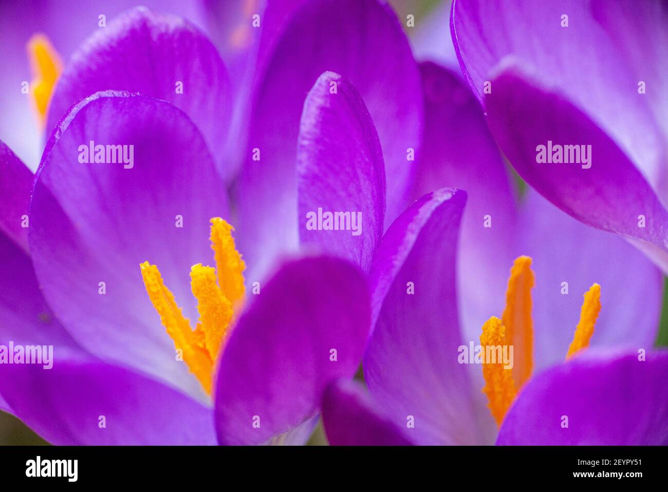 Macro photography of crocuses Stock Photo - Alamy