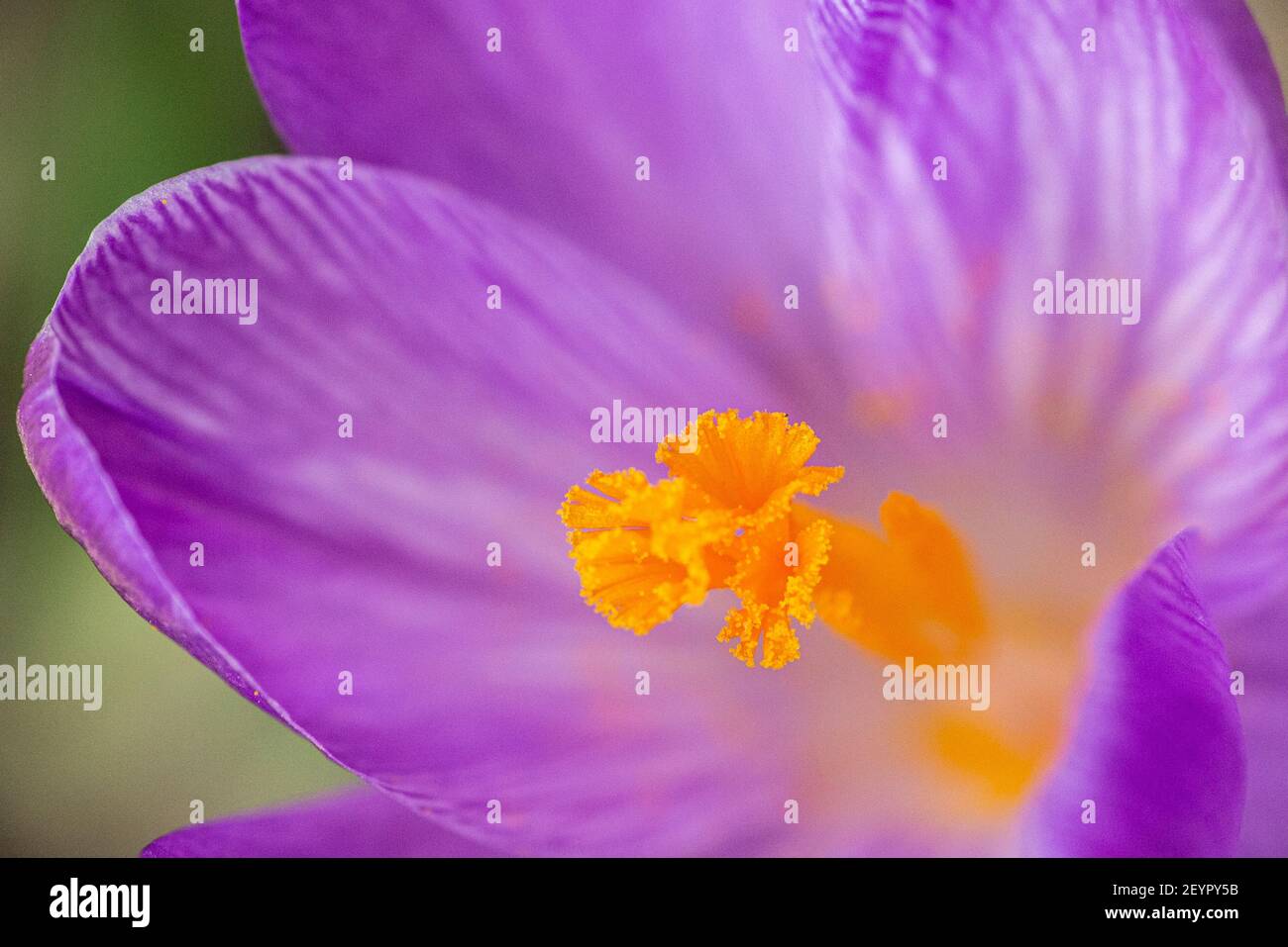 Macro photography of a single crocus Stock Photo - Alamy