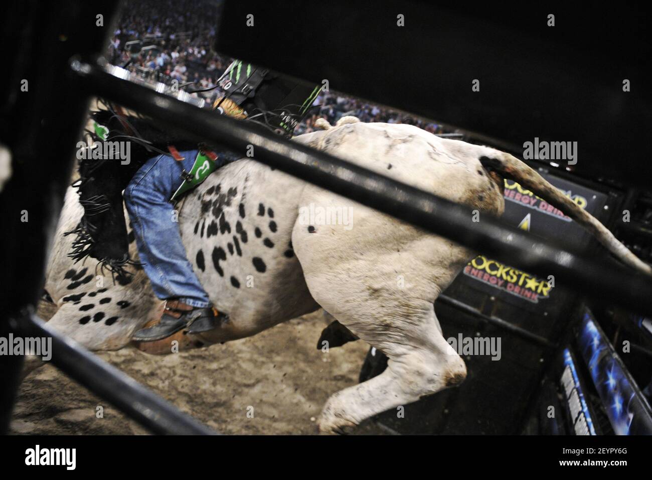 07 January 2012 - New York - A professional bull rider leaves the chute ...