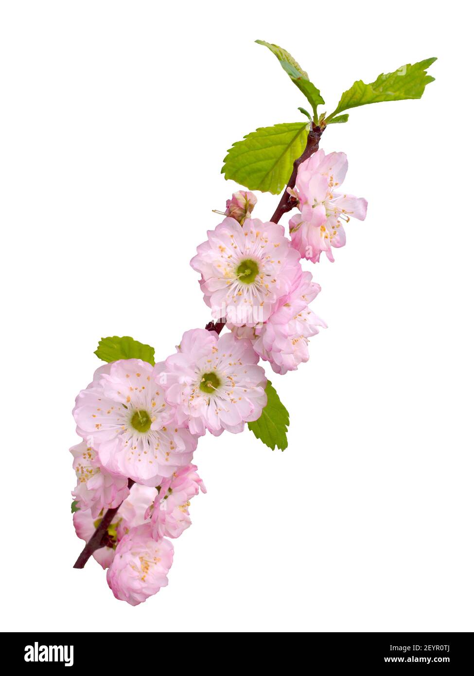 Japanese almond tree hi-res stock photography and images - Alamy