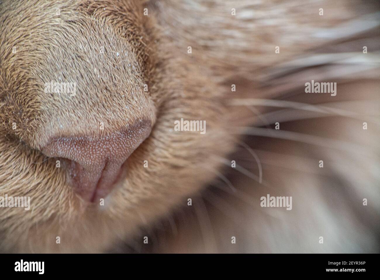 A macro close up of a cat's nose Stock Photo - Alamy