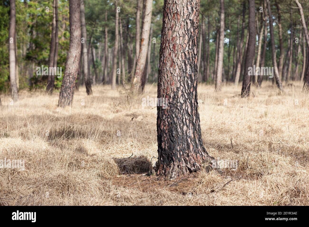France normandy forest hi-res stock photography and images - Alamy