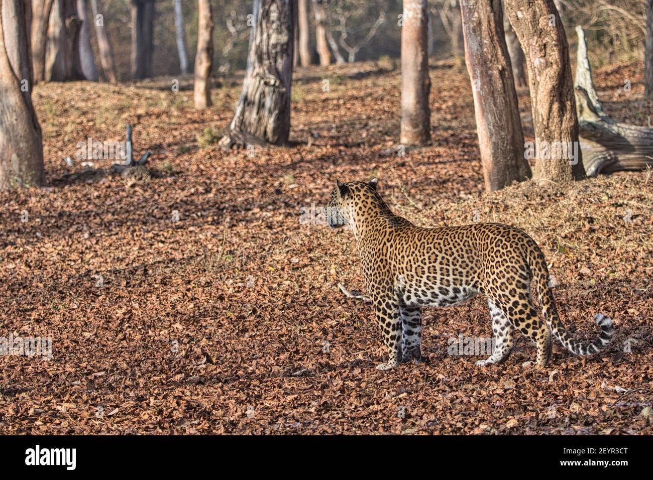Leopard at Kabini, Nagarhole National Park, Karnataka, India Stock ...