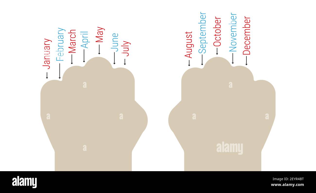 Determining the length of months by knuckles. Flat illustration ...