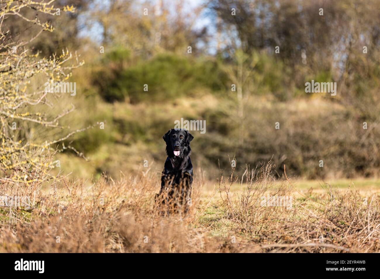 Dog running with dummy hi-res stock photography and images - Alamy