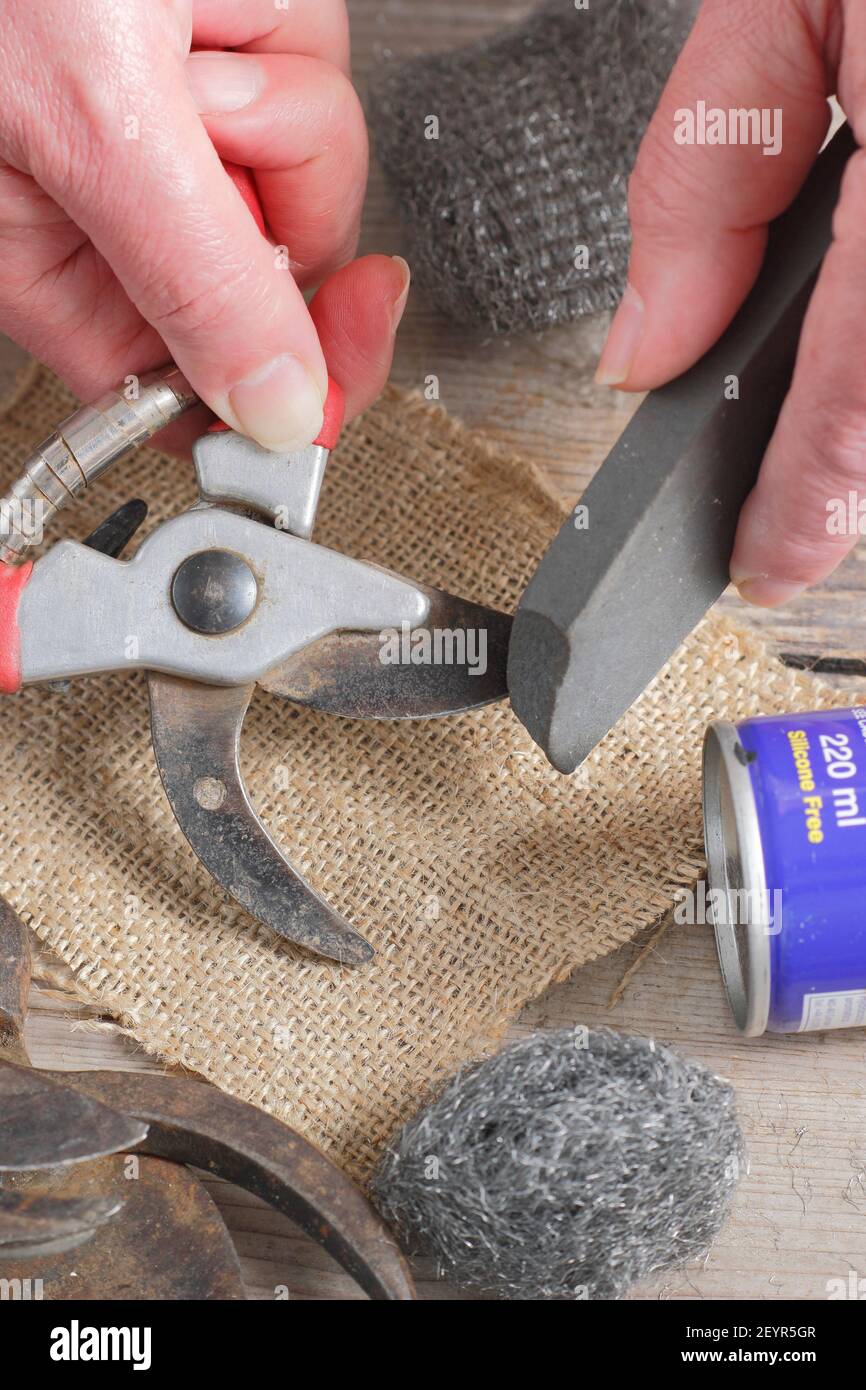 Sharpening the blunt blade of secateurs with a sharpening stone. UK ...