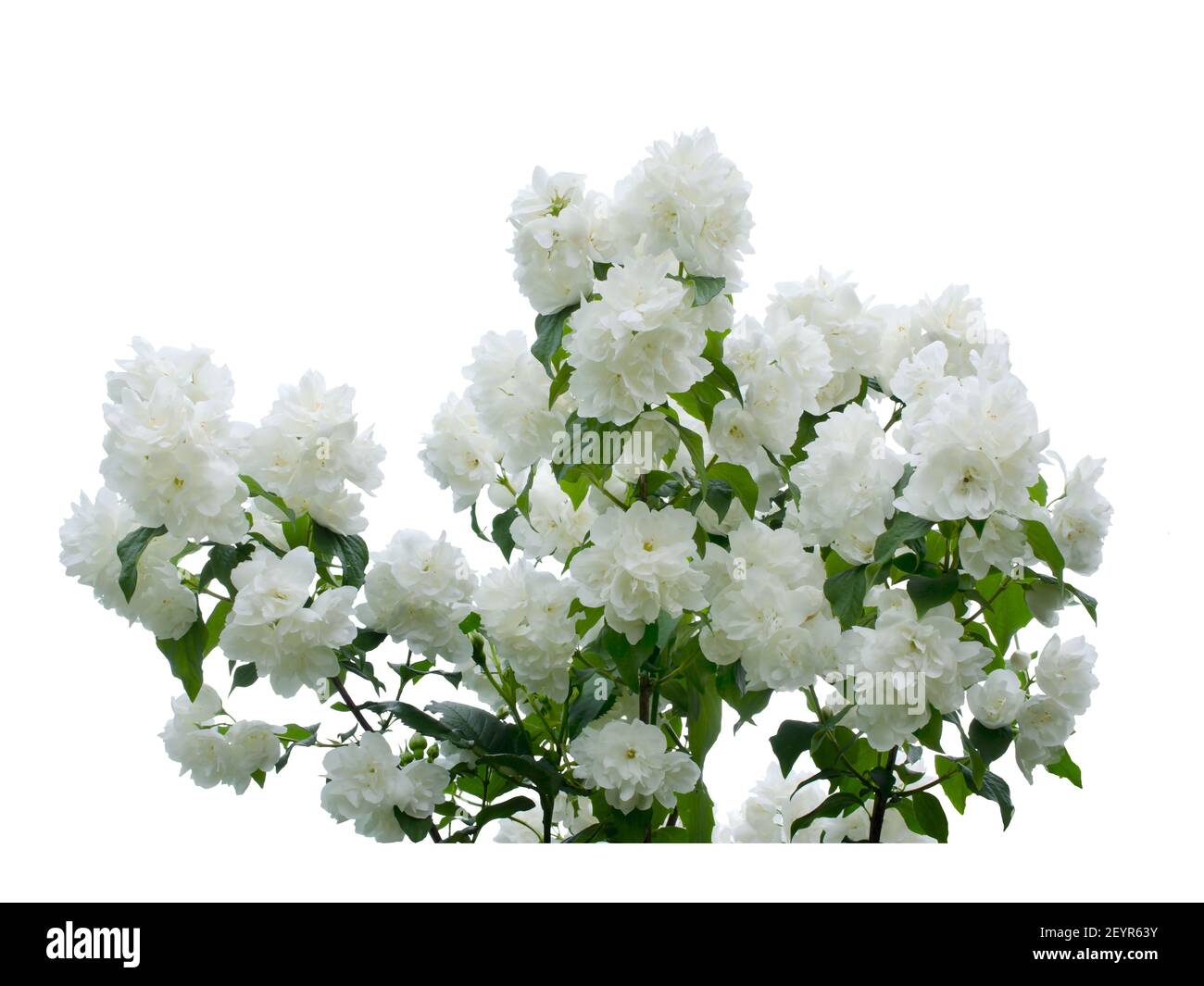 May june flora Cut Out Stock Images & Pictures - Alamy