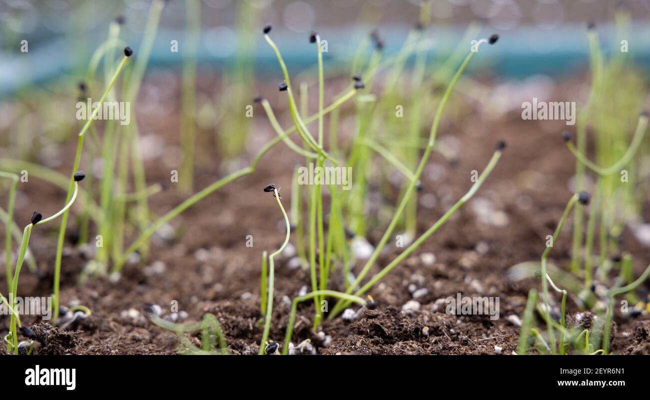 Newly seeded onion sprouts emerging from potting soil Stock Photo - Alamy