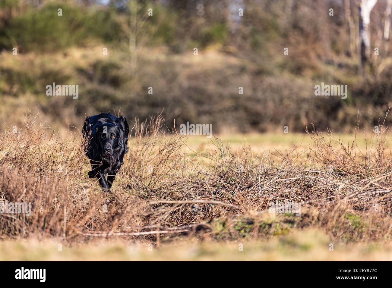 Dog running over grass hi-res stock photography and images - Alamy