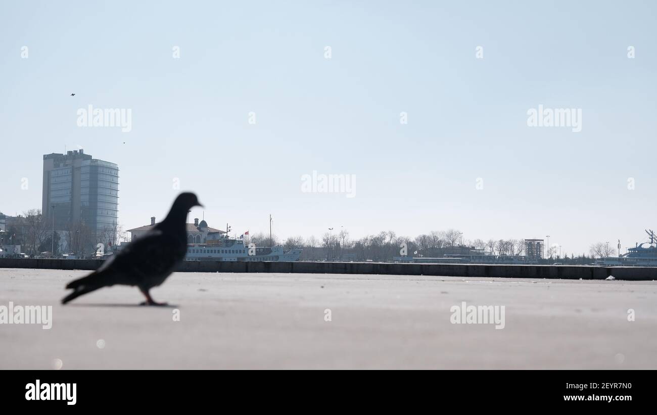 a dove and pigeon standing near the bosphorus shore. Doves are scratch ...