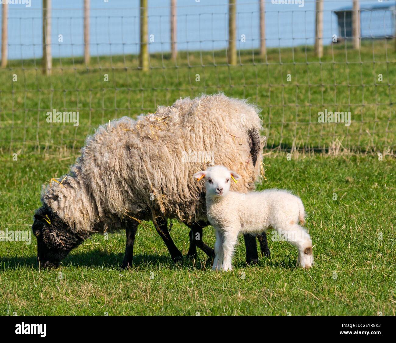 White male sheep hi-res stock photography and images - Alamy