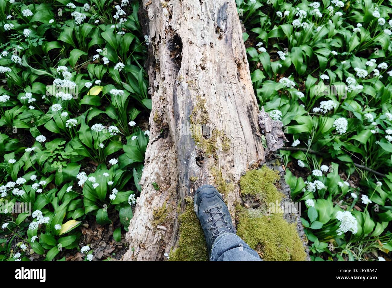 A person walking on the fallen tree with flowers on both sides Stock ...
