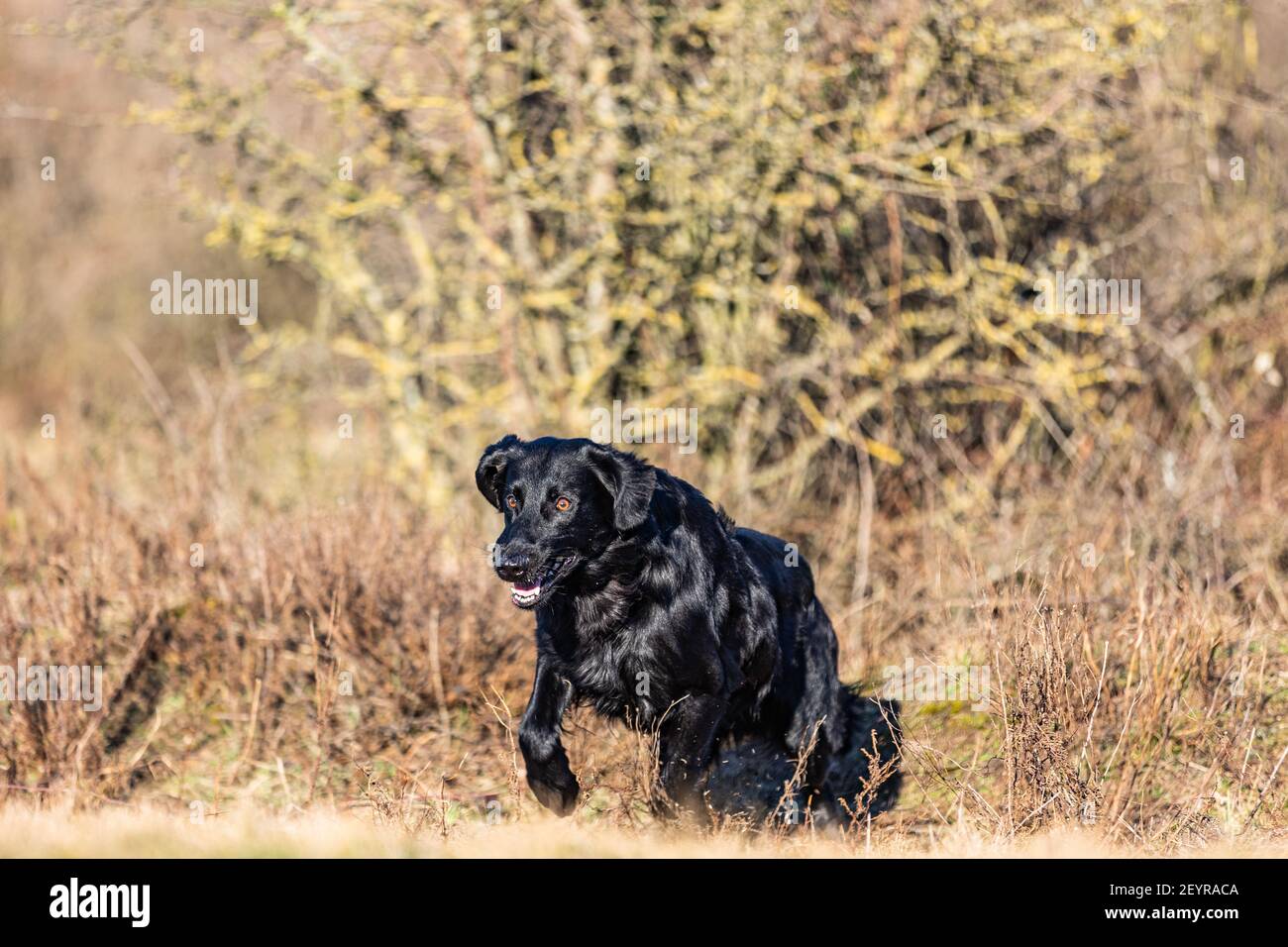 Jumping for a dummy hi-res stock photography and images - Alamy