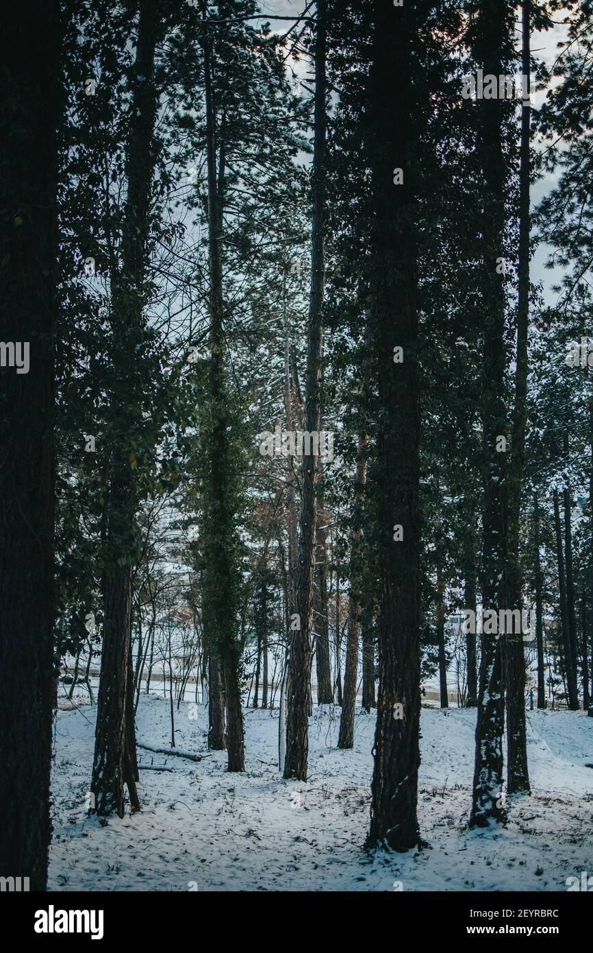 A vertical shot of tall trees in a snowy forest Stock Photo - Alamy