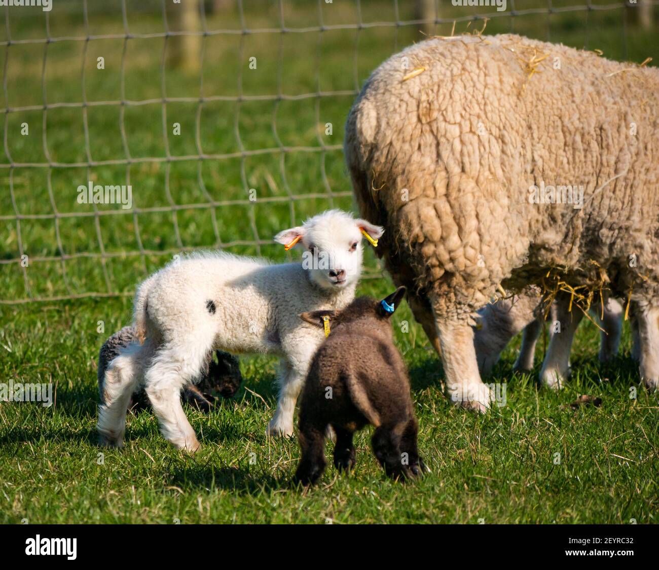 East Lothian, Scotland, United Kingdom, 6th March 2021. UK Weather ...