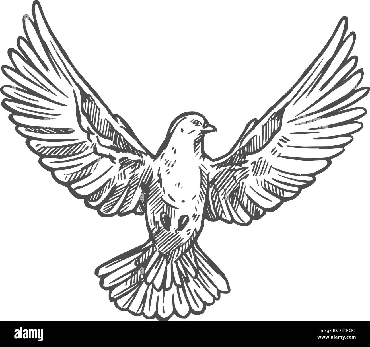 Dove bird front with spread wings. Vector flying dove pigeon sketch ... Dove bird front with spread wings. Vector flying dove pigeon sketch ...