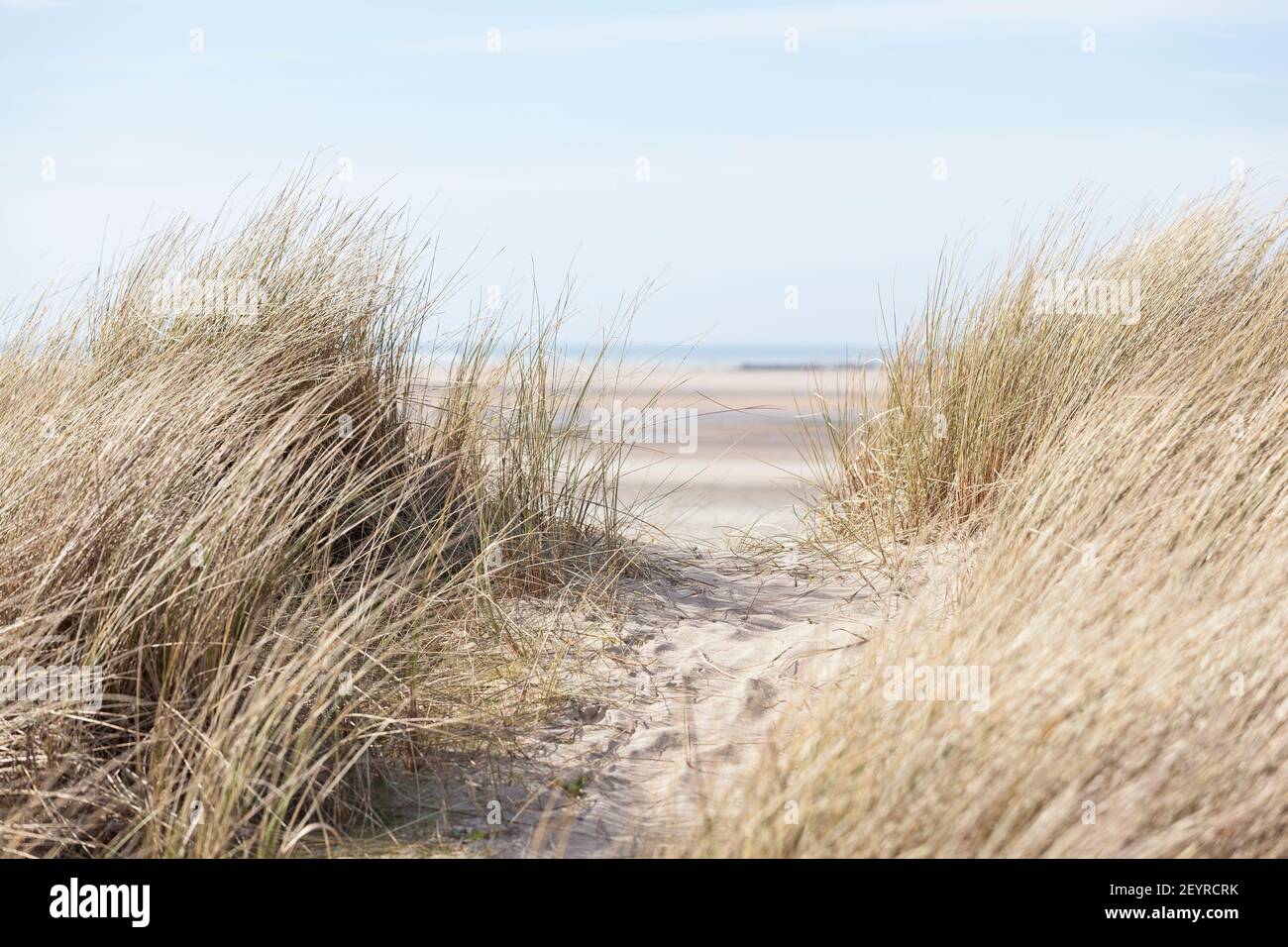 Windswept grass on the sand dunes. Dunes from Pointe du Becquet in the ...