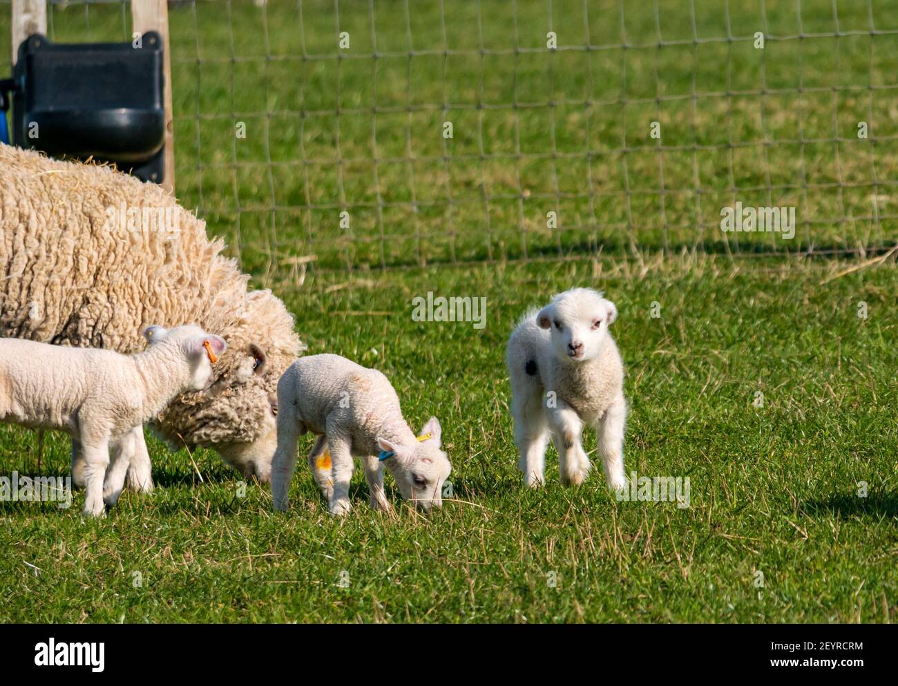 East Lothian, Scotland, United Kingdom, 6th March 2021. UK Weather ...