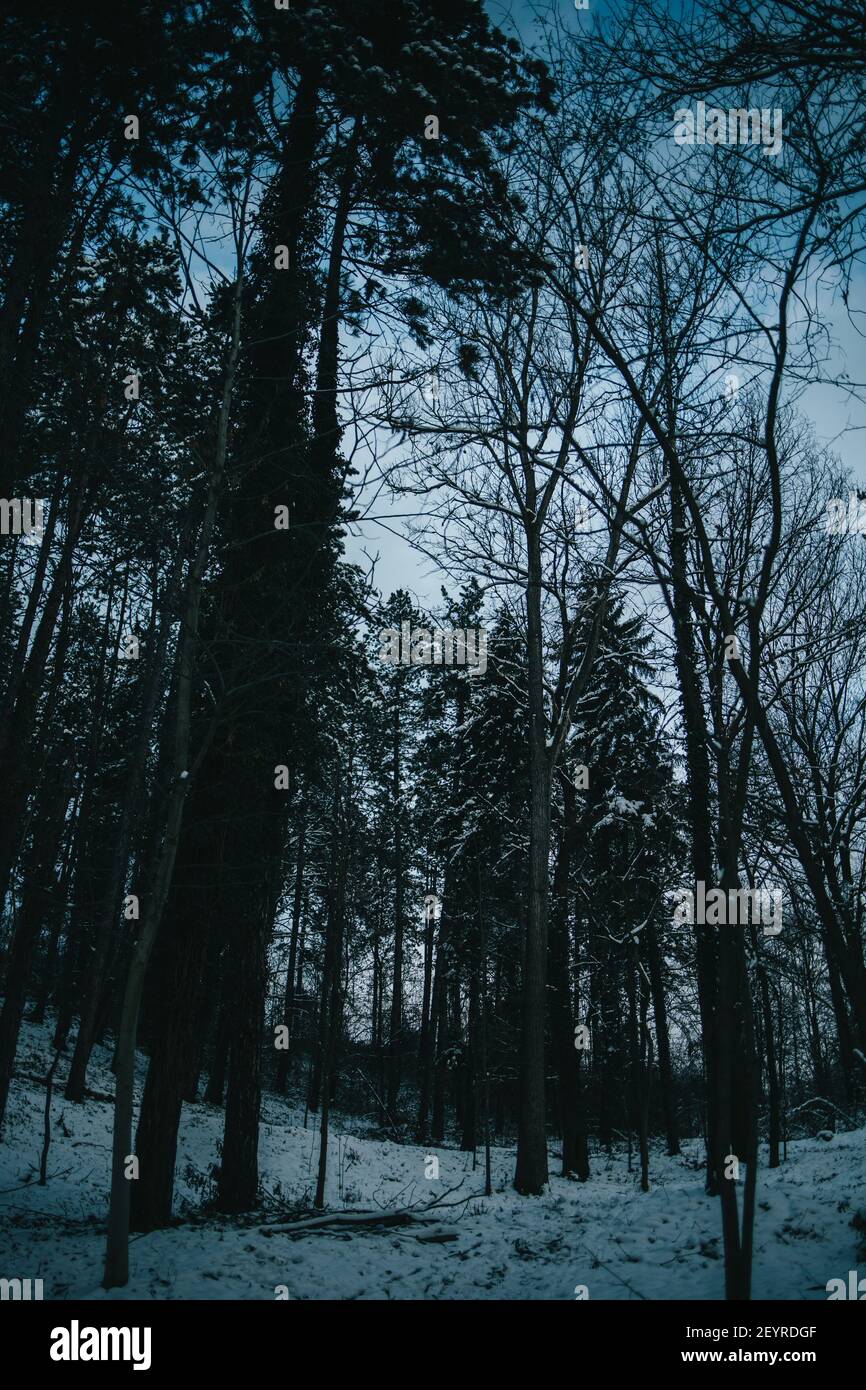 A vertical shot of tall trees in a snowy forest Stock Photo - Alamy