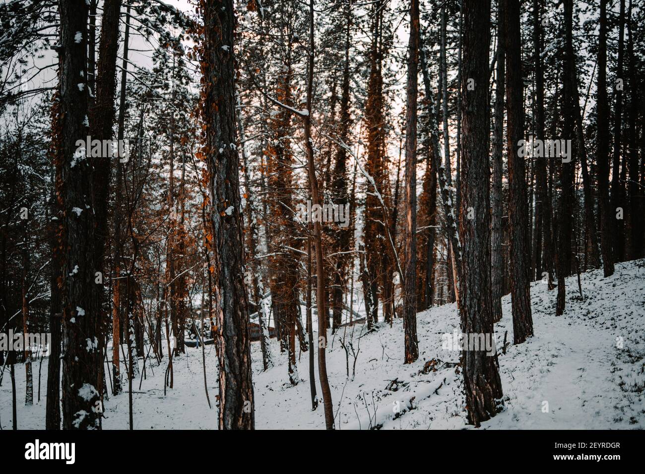 A beautiful shot of tall trees in a snowy forest Stock Photo - Alamy