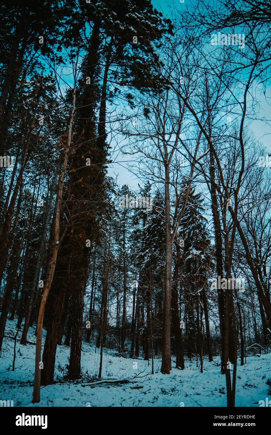 A vertical shot of tall trees in a snowy forest Stock Photo - Alamy