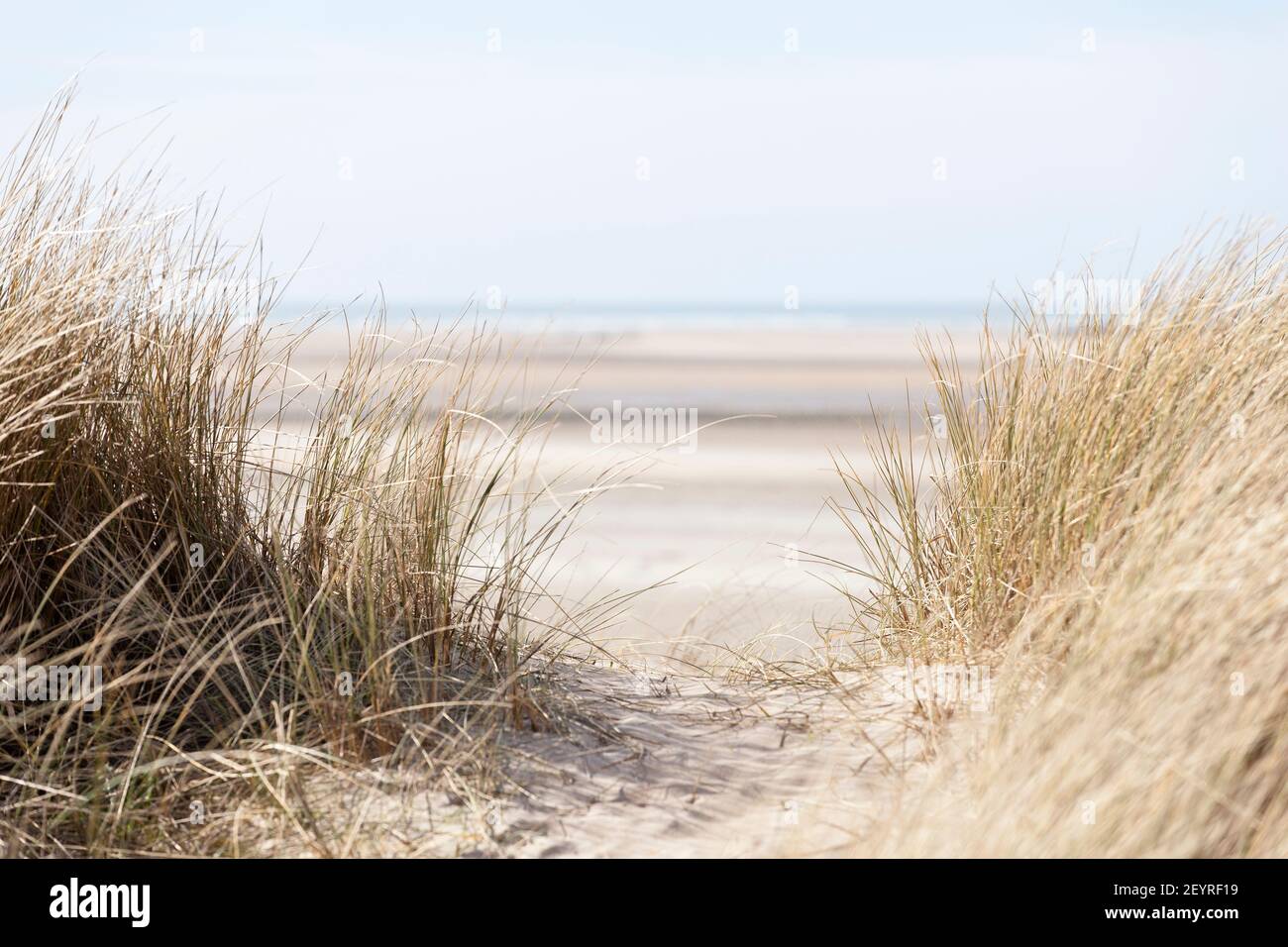 Dunes from Pointe du Becquet in the bay of Havre de St Germain Sur Ay ...