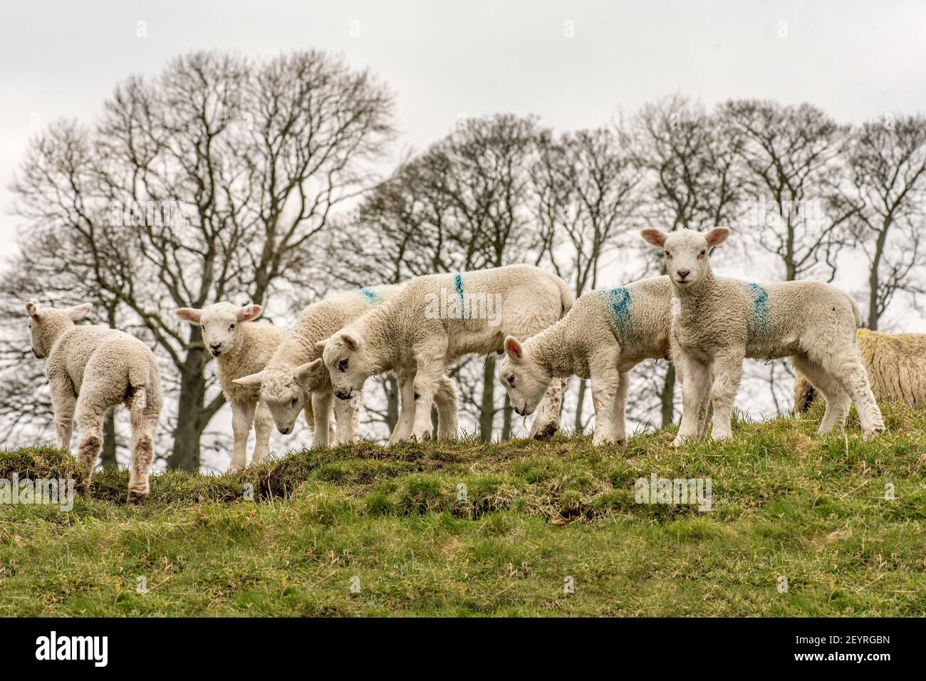 Lambs in early march hi-res stock photography and images - Alamy