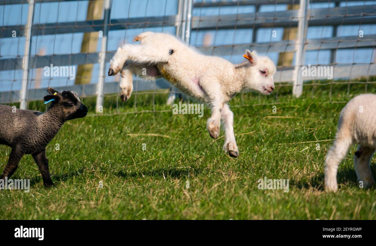 East Lothian, Scotland, United Kingdom, 6th March 2021. UK Weather ...