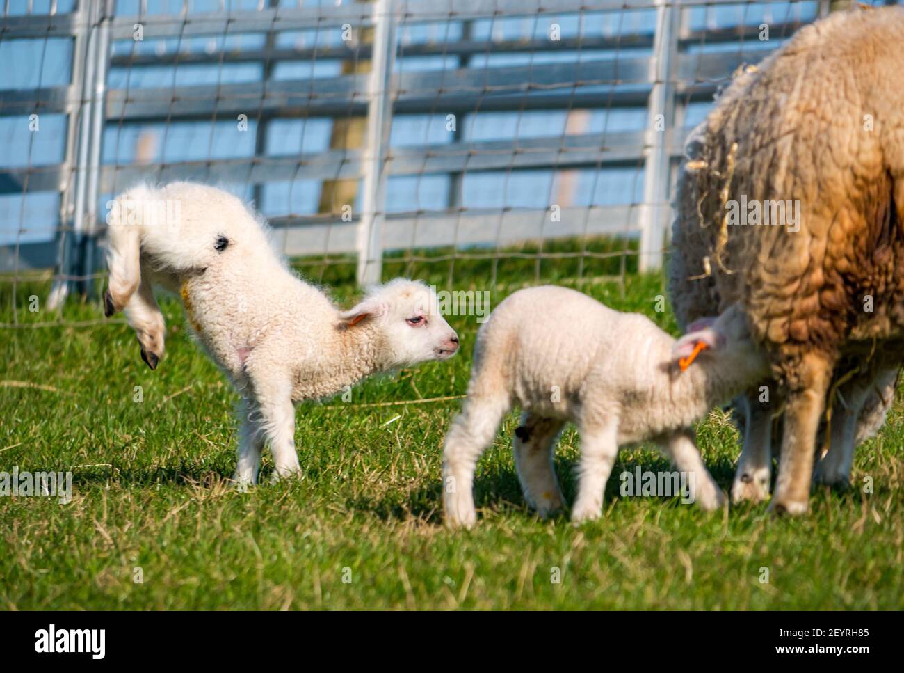 Frolicking lambs hi-res stock photography and images - Alamy