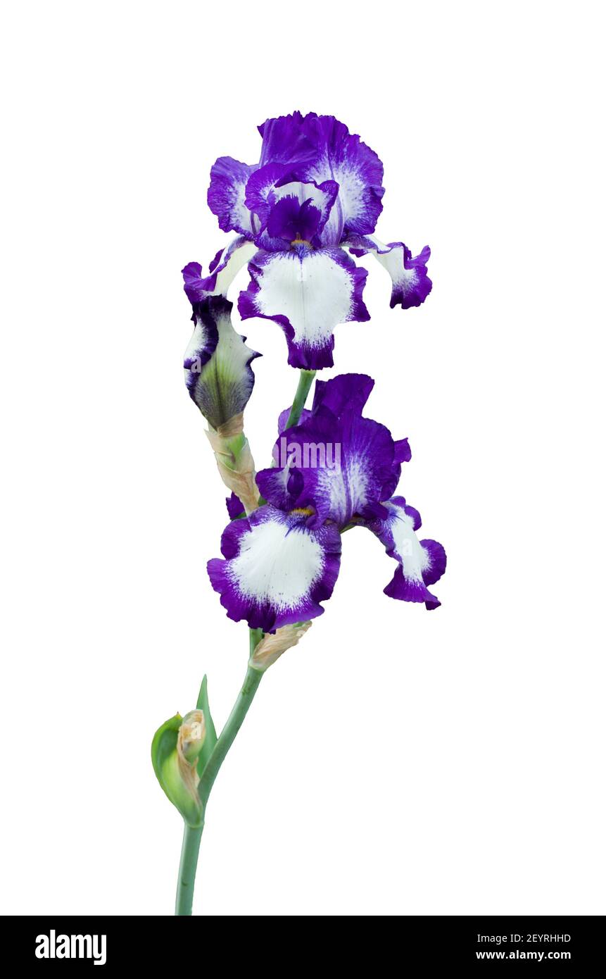 Beautiful purple iris garden Cut Out Stock Images & Pictures - Alamy