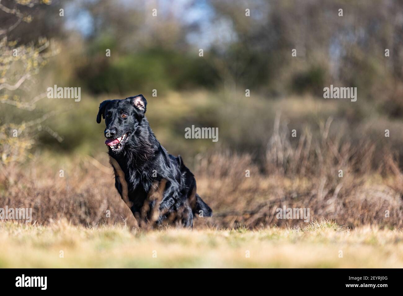 Retrieve High Resolution Stock Photography and Images - Alamy