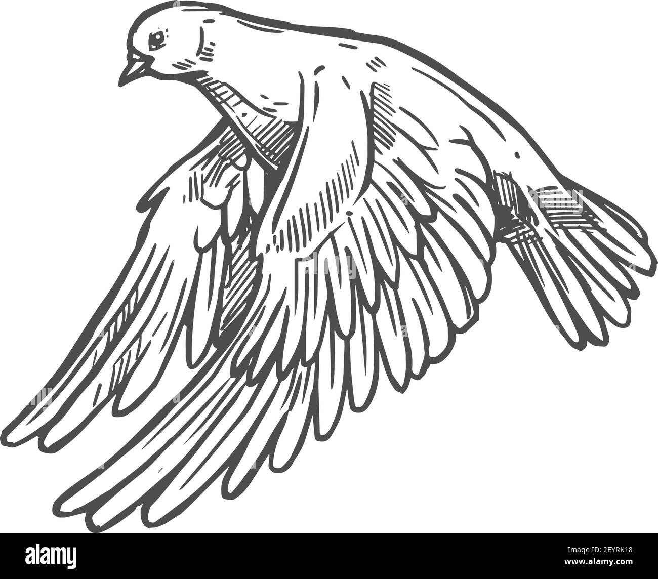 White Dove Flying Drawing
