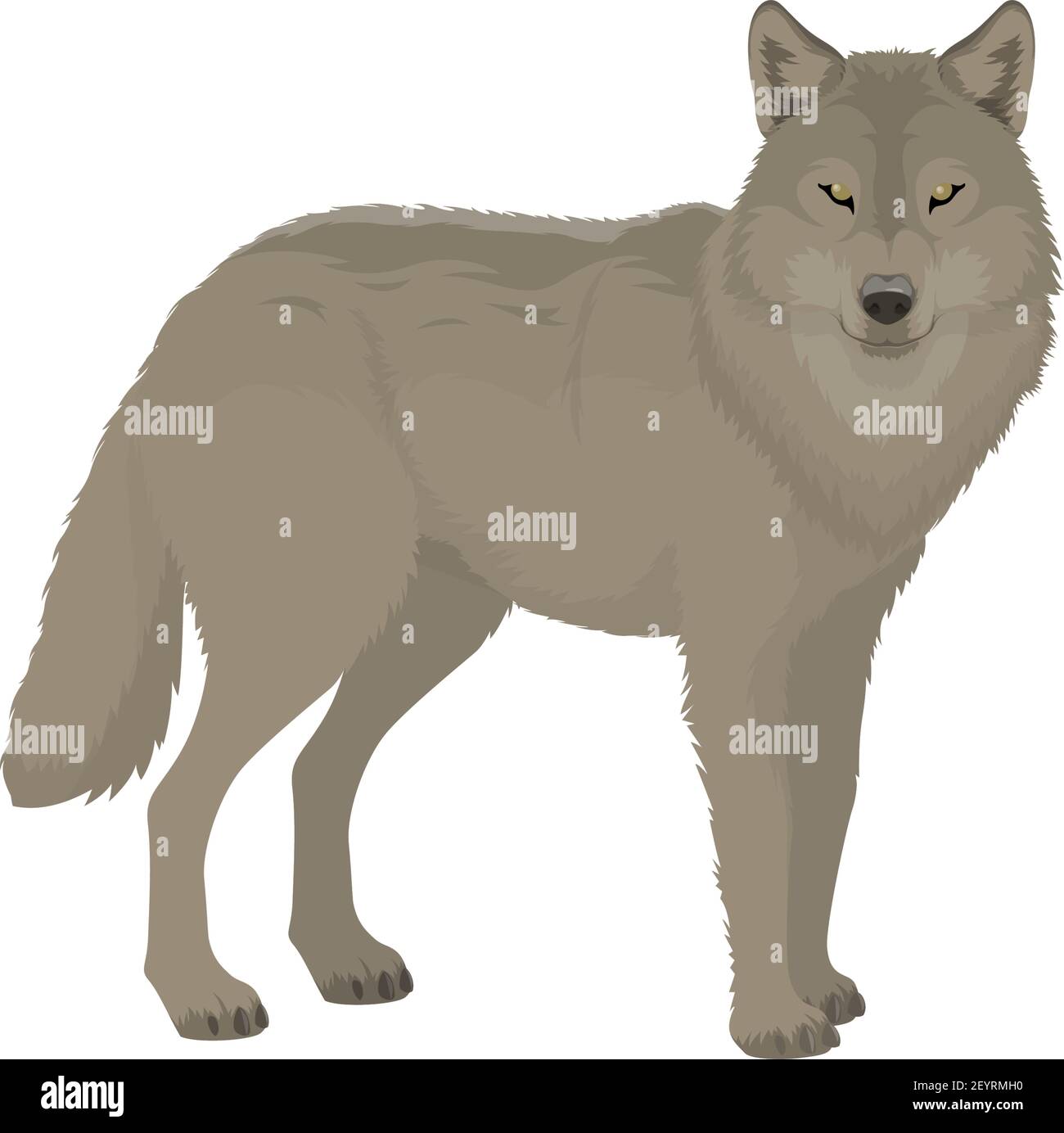 Gray wolf isolated forest animal profile view. Vector wild dog, polar ...