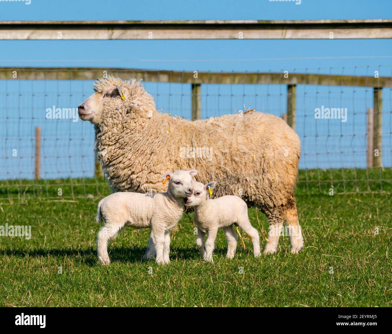 Cute sheep in a field blue sky shetland hi-res stock photography and ...