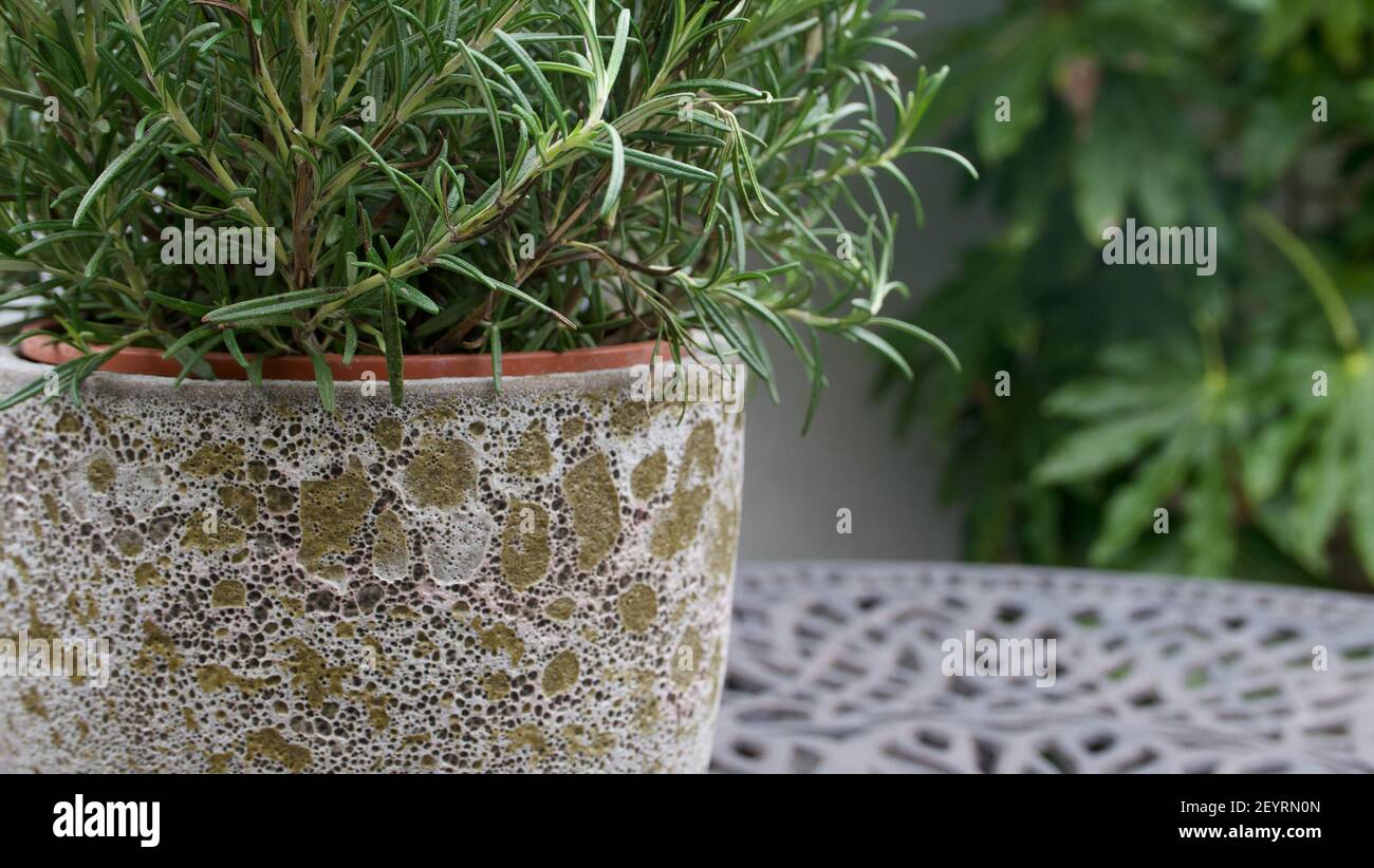 Weathered pot of rosemary herb plant standing on patterned table with ...